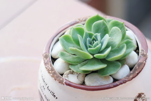 肉莲花的制作过程很残忍，肉莲花是什么意思_B2B吧